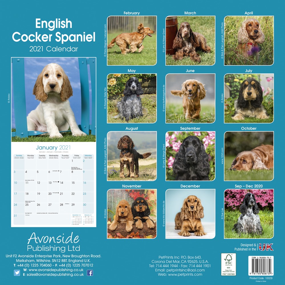 English Cocker Spaniel - 2021 Wall Calendar, 16-Month Wall Calendar ...