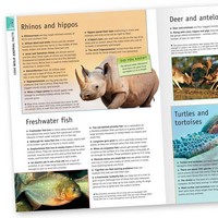 6000 Amazing Facts by Miles Kelly | 9781786173300 | Booktopia