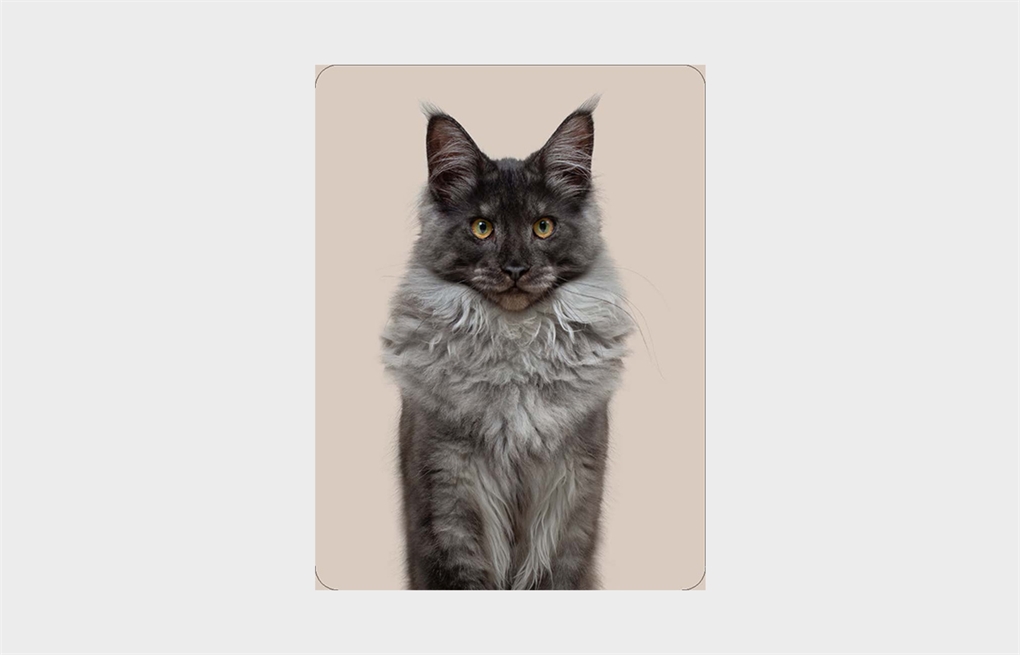 Do You Look Like Your Cat?, Match Cats with their Humans: A Memory Game ...
