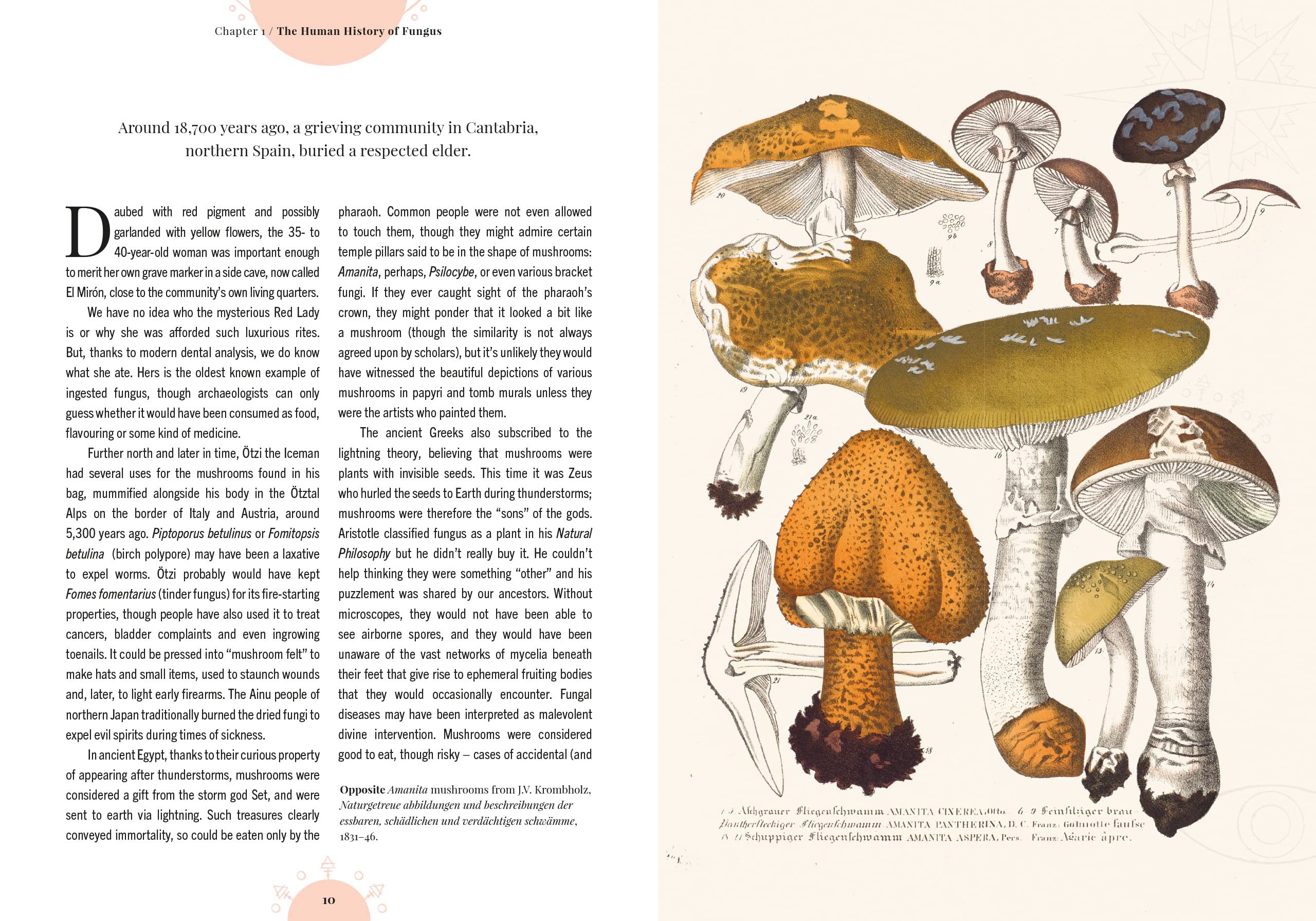 The Magic of Mushrooms (Kew Gardens), Fungi in folklore, science and ...