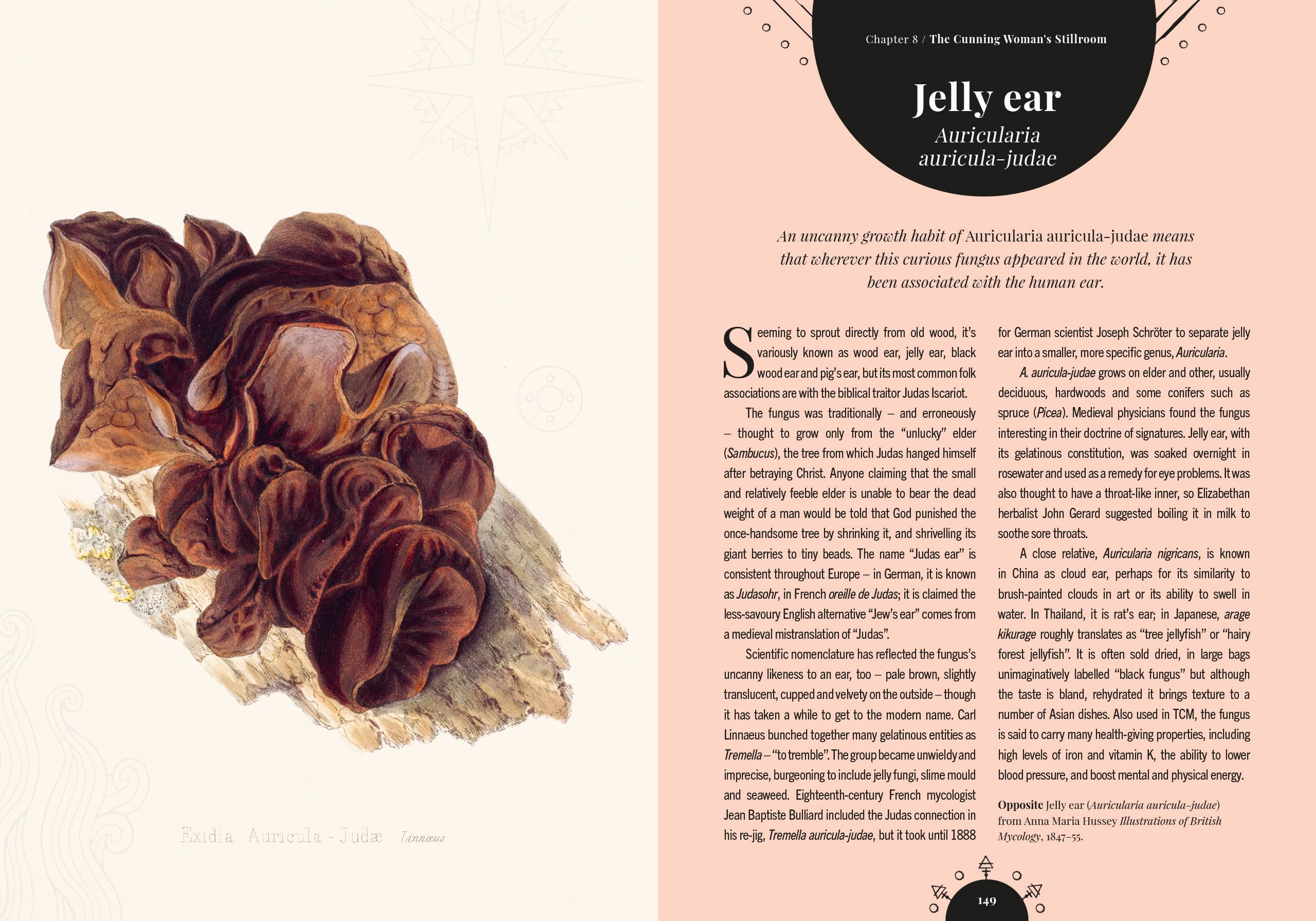 The Magic of Mushrooms (Kew Gardens), Fungi in folklore, science and ...