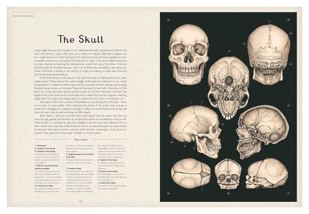 Anatomicum (Welcome to the Museum), Welcome To The Museum by Jennifer Z ...