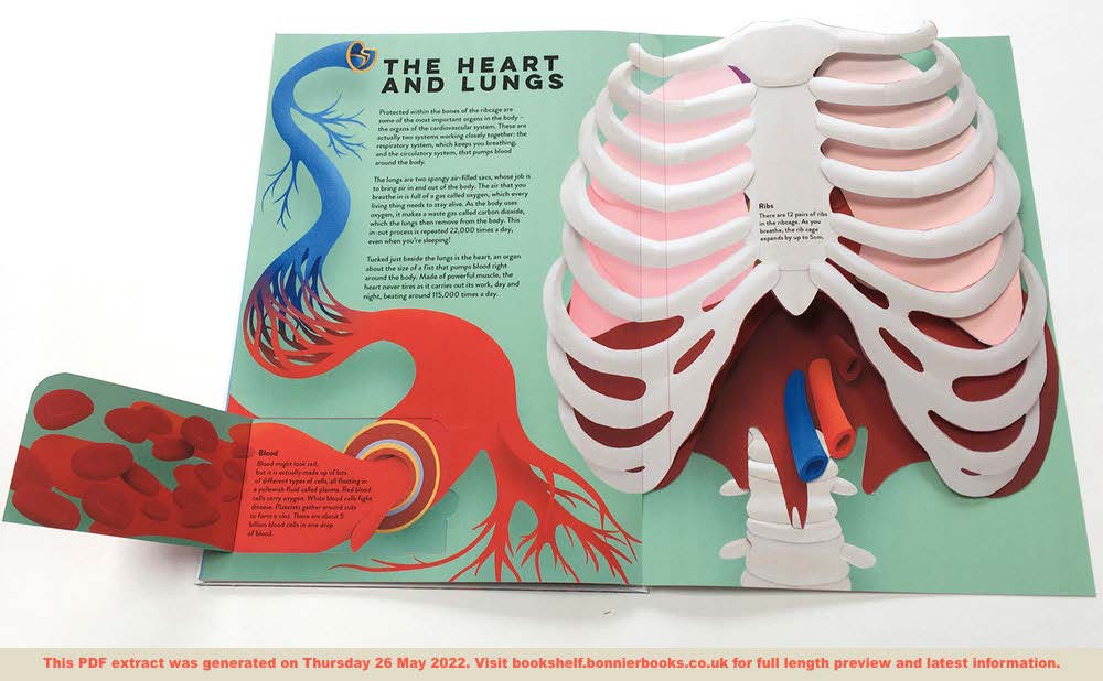 Human Body (Paper World), Human Body by Gail Armstrong | 9781800782365 ...