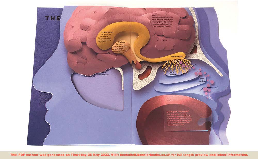 Human Body (Paper World), Human Body by Gail Armstrong | 9781800782365 ...