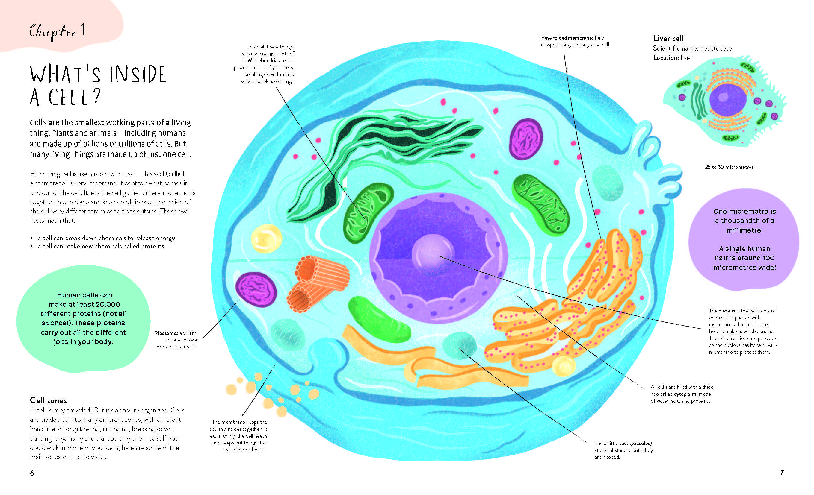 Thirty Trillion Cells, How Your Body Really Works by Isabel Thomas ...