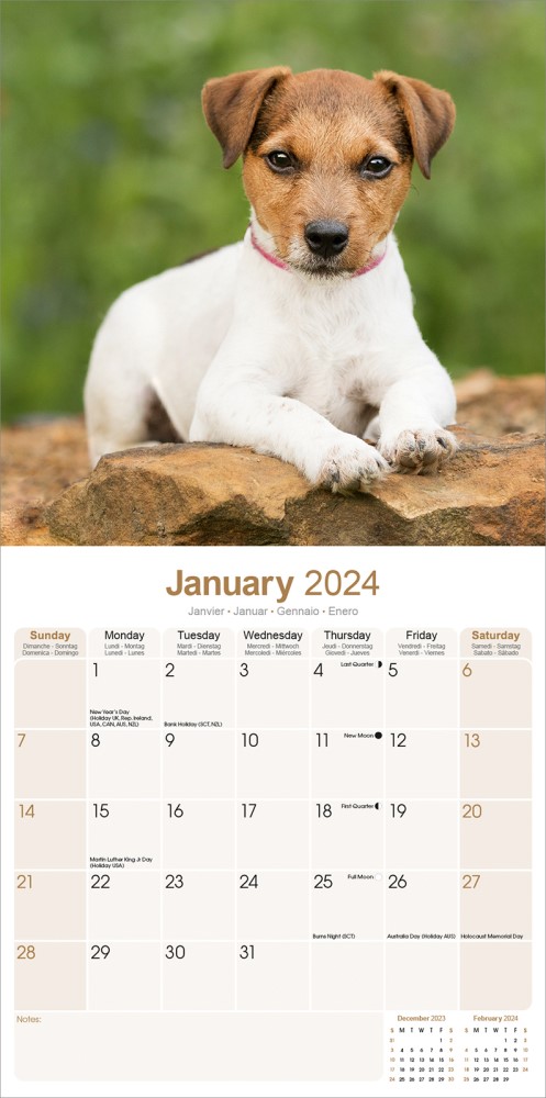Jack Russell - 2024 Wall Calendar, 16-Month Dog Breed Wall Calendar by ...