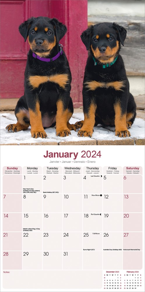 Rottweiler Puppies - 2024 Wall Calendar, 16-Month Dog Puppy Breed Wall ...