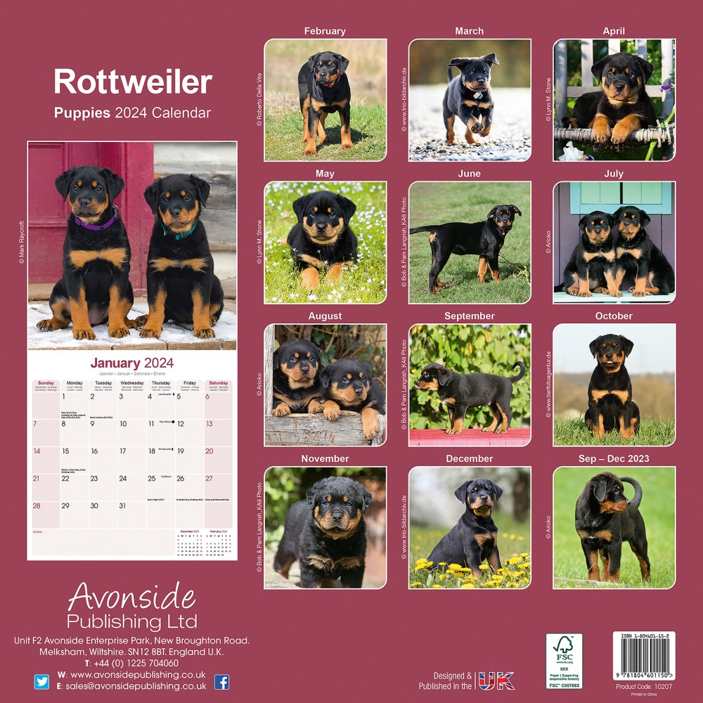 Rottweiler Puppies - 2024 Wall Calendar, 16-Month Dog Puppy Breed Wall ...