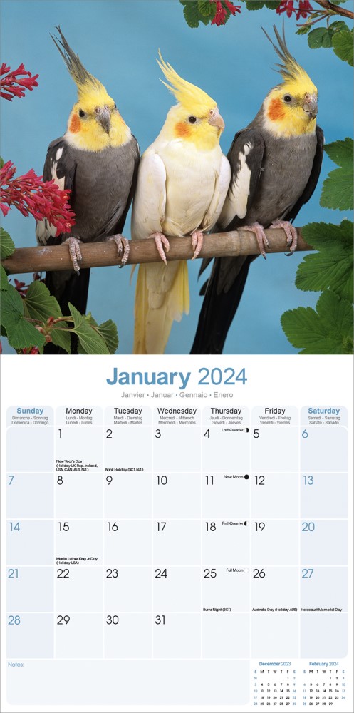 Cockatiels- 2024 Wall Calendar, 16-Month Bird Wall Calendar by Avonside ...