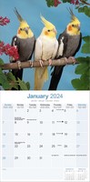Cockatiels Calendar 2024 Square Bird Wall Calendar - 16 Month by ...