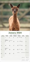 Alpacas - 2024 Wall Calendar by Avonside Publishing | 16-Month Animal ...