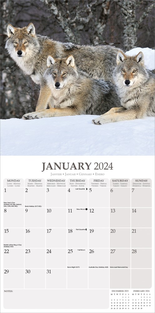 Wolves - 2024 Wall Calendar, 16-Month Animal Wall Calendar by Avonside ...