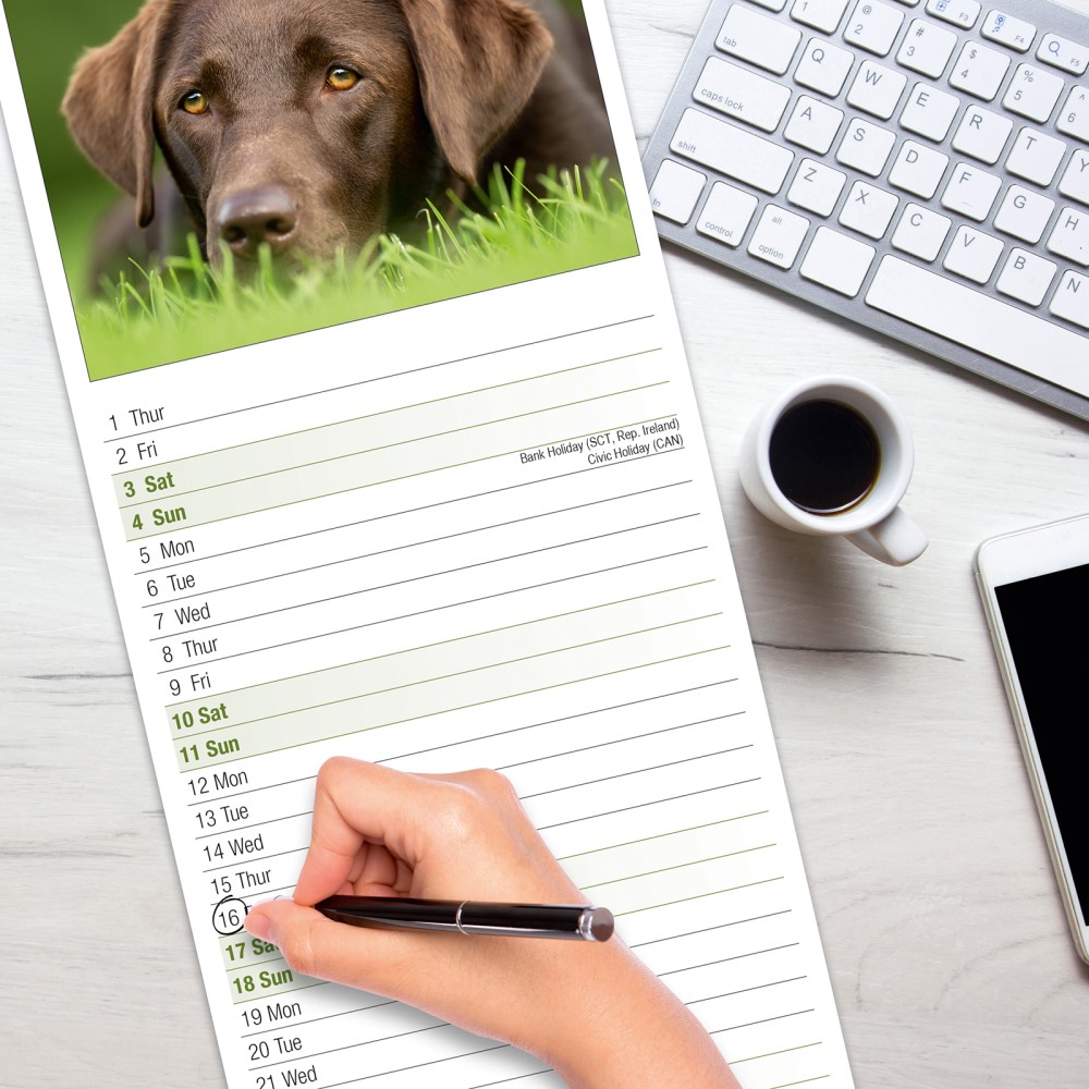 Chocolate Labrador - 2024 Slim Wall Calendar, 12-Month Dog Breed ...