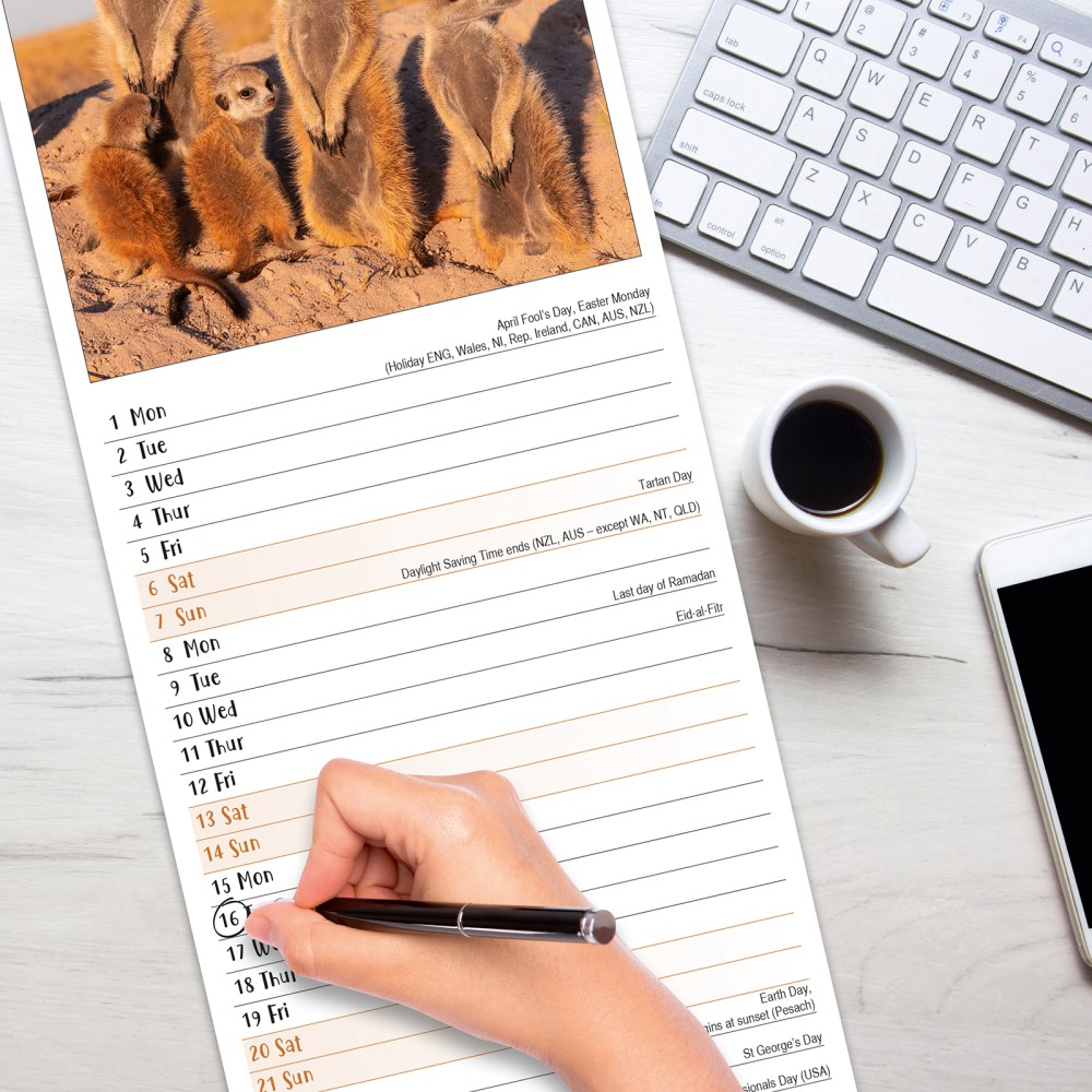 Meerkats - 2024 Slim Wall Calendar, 12-Month Cute Slimline Wall ...