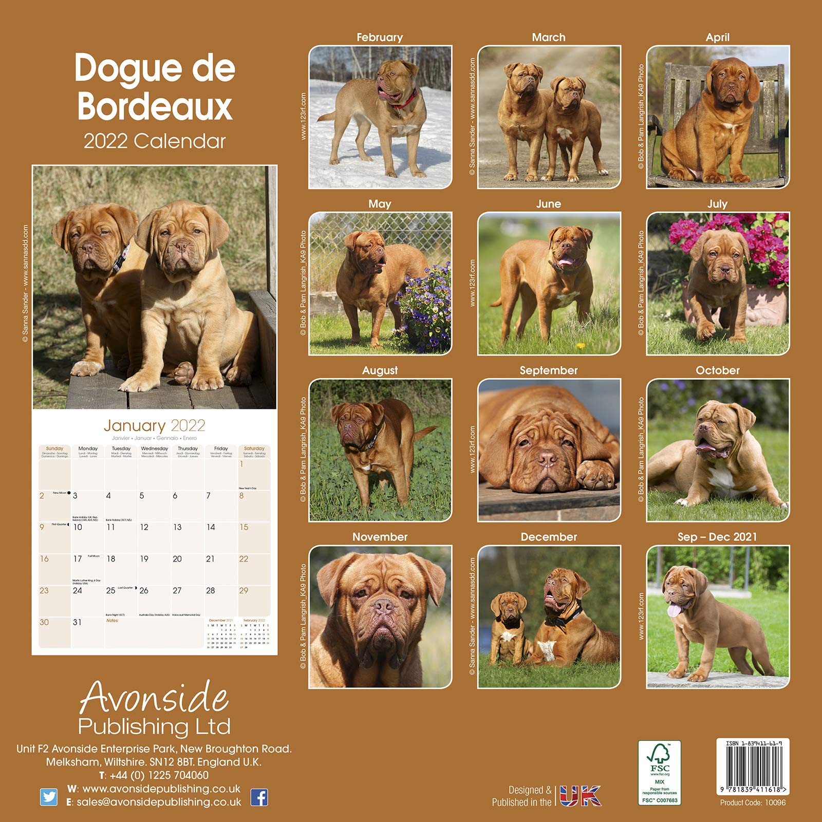 Dogue de Bordeaux - 2022 Wall Calendar by Avonside Publishing Ltd ...