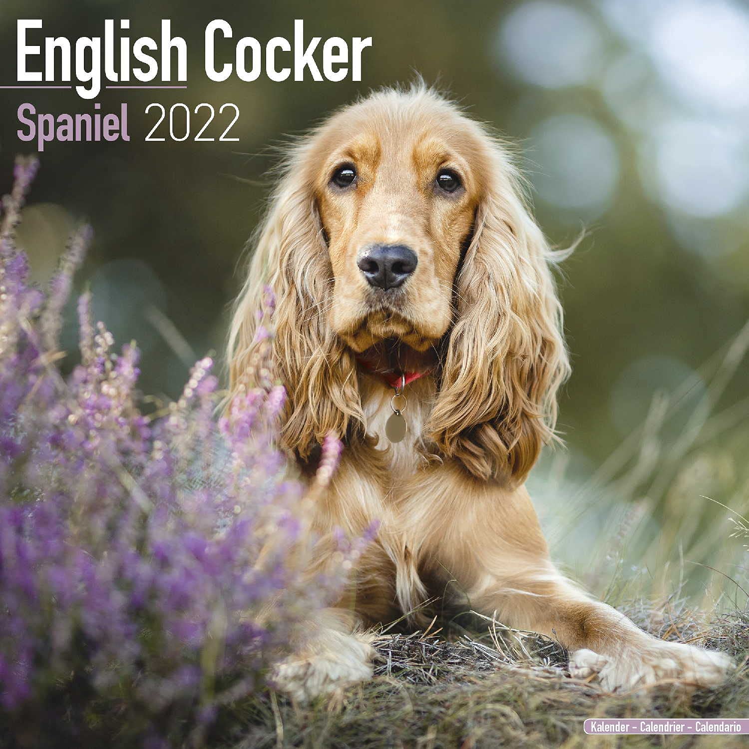 English Cocker Spaniel - 2022 Wall Calendar, Dog Breed Wall Calendar by ...