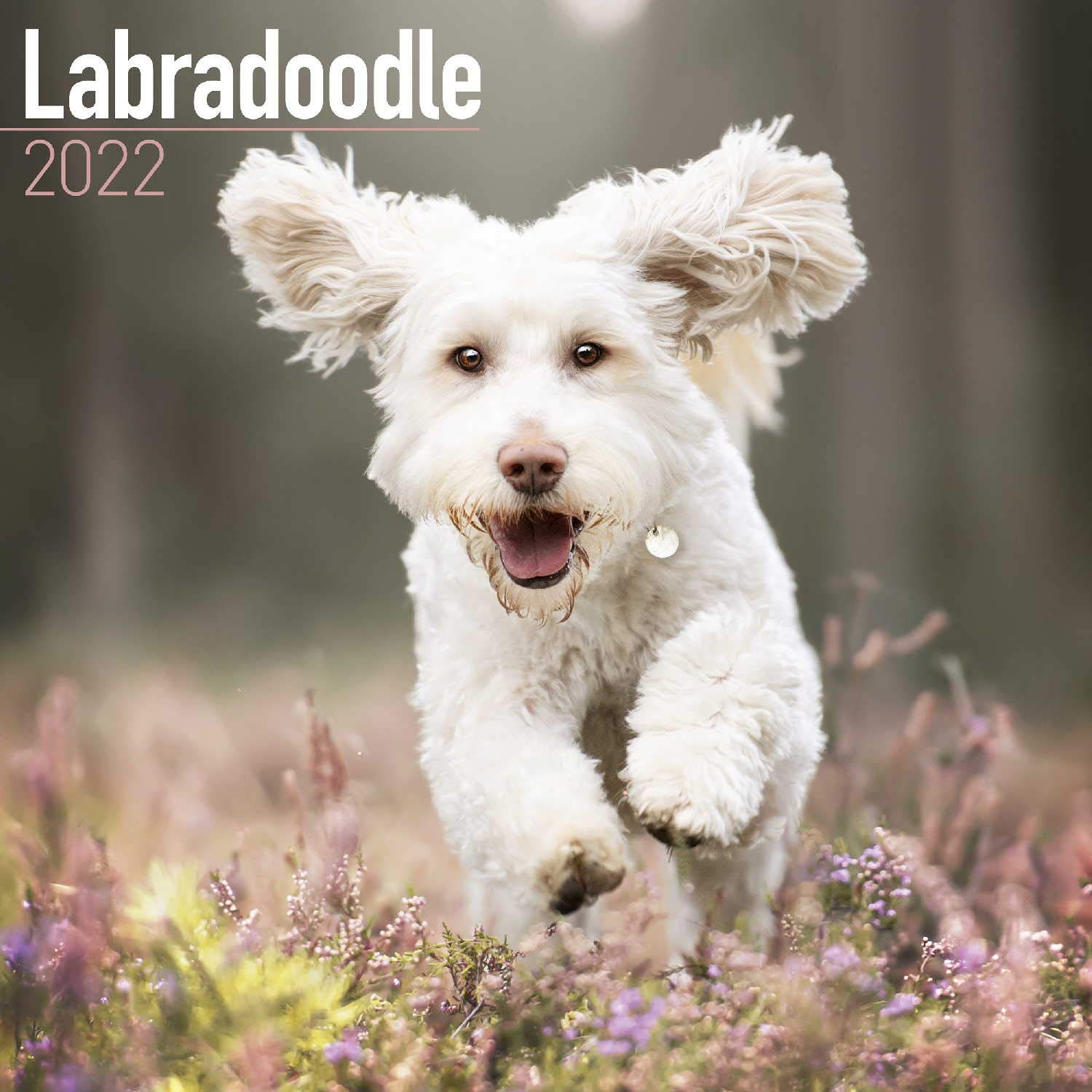 Labradoodle - 2022 Wall Calendar by Avonside Publishing Ltd ...