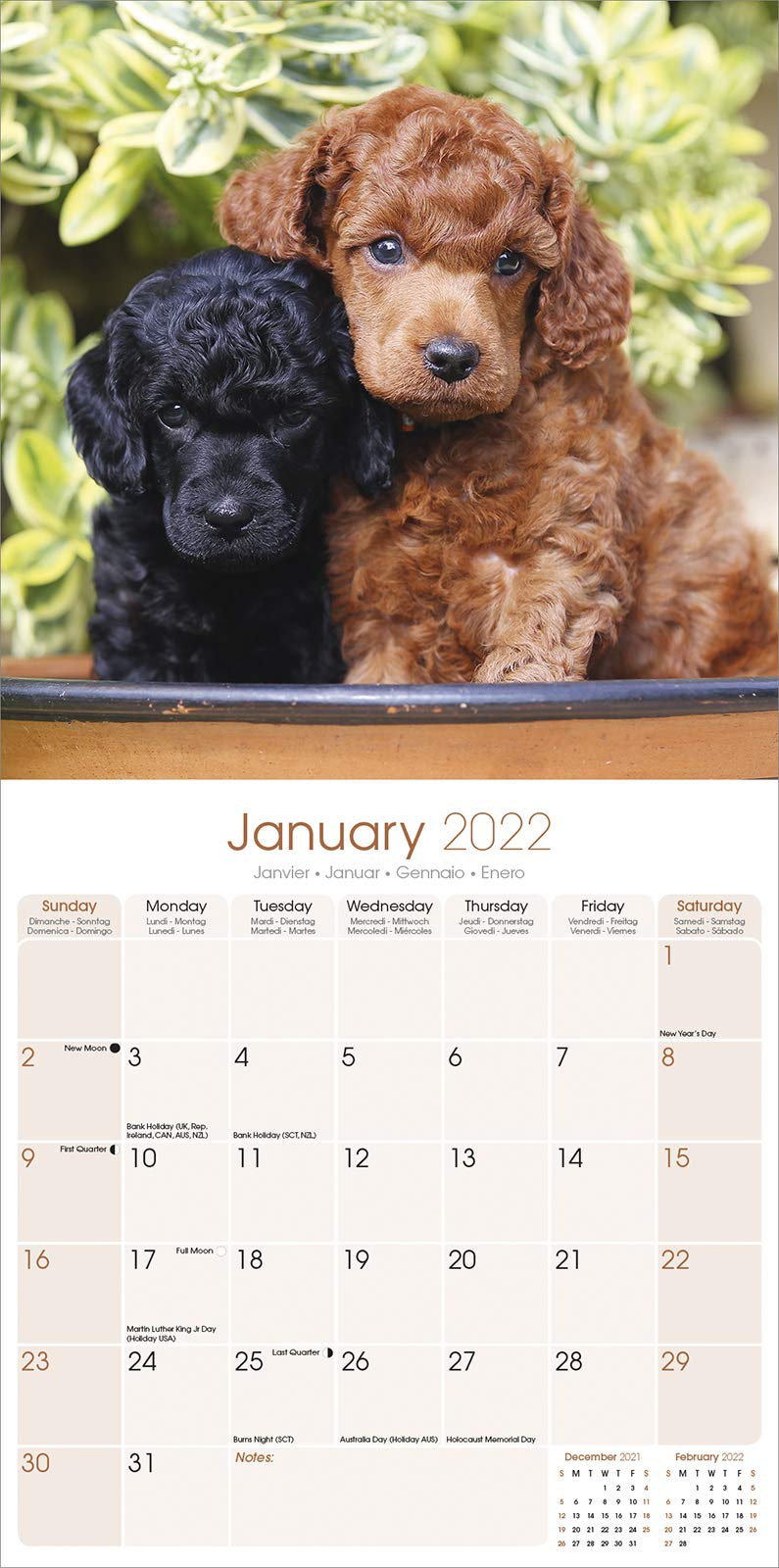 Poodle - 2022 Wall Calendar, Dog Breed Wall Calendar by Avonside ...