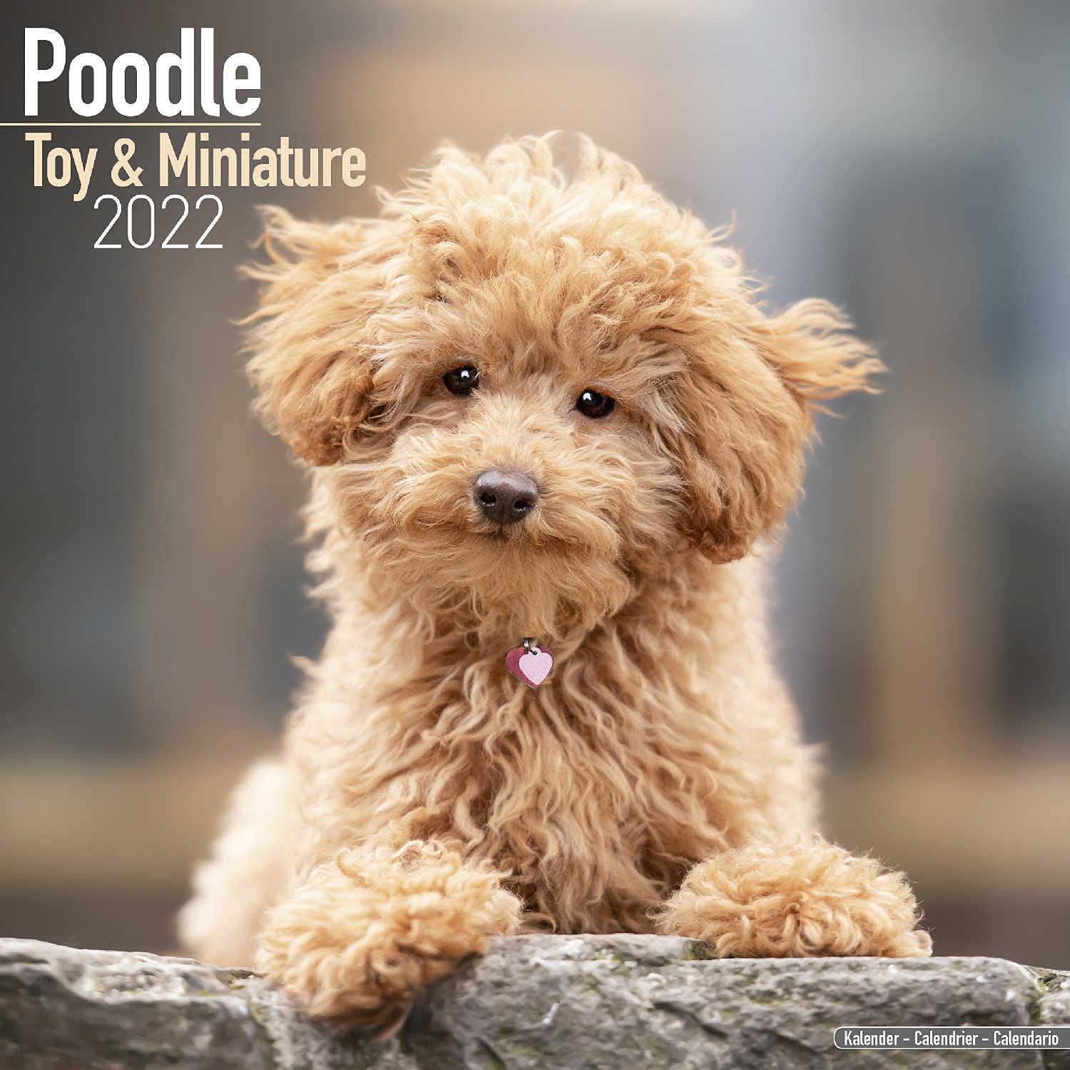 Poodle Toy & Miniature - 2022 Wall Calendar, Dog Breed Wall Calendar by ...