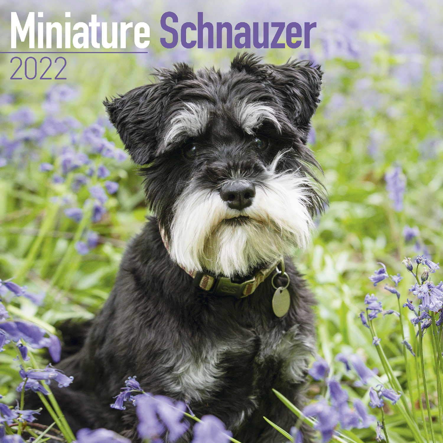 Miniature Schnauzer - 2022 Wall Calendar, Dog Breed Wall Calendar by ...