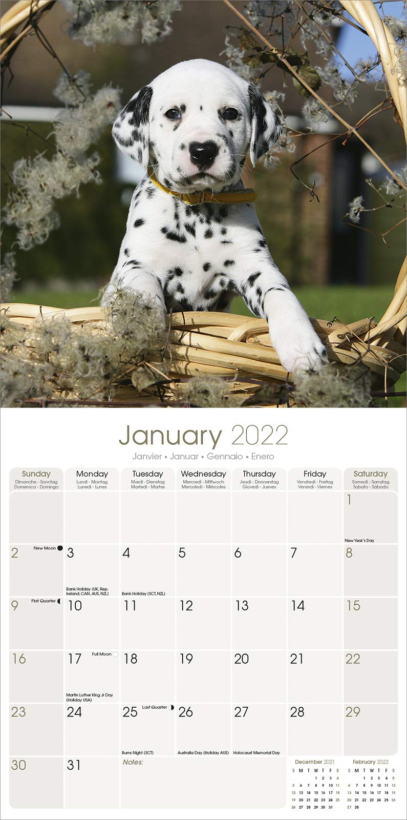 Dalmatian Puppies - 2022 Wall Calendar by Avonside Publishing Ltd ...