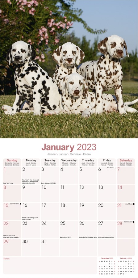 Dalmatian - 2023 Wall Calendar, Dog Breed Calendar - 16 Month by ...