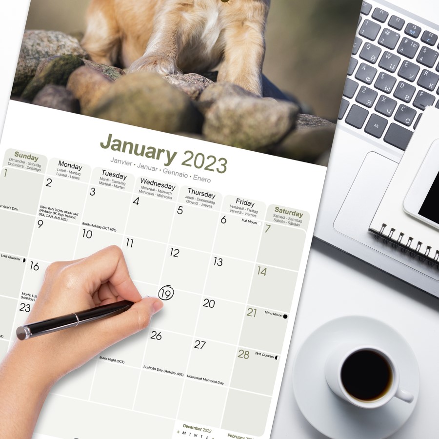 English Cocker Spaniel - 2023 Wall Calendar, Dog Breed Calendar - 16 ...