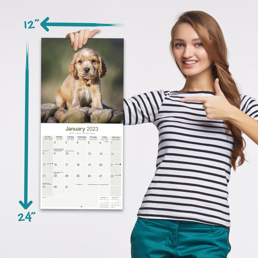English Cocker Spaniel - 2023 Wall Calendar, Dog Breed Calendar - 16 ...