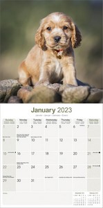 English Cocker Spaniel - 2023 Wall Calendar, Dog Breed Calendar - 16 ...