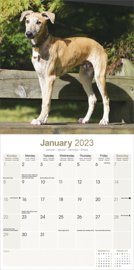 Greyhound - 2023 Wall Calendar, Dog Breed Calendar - 16 Month by ...