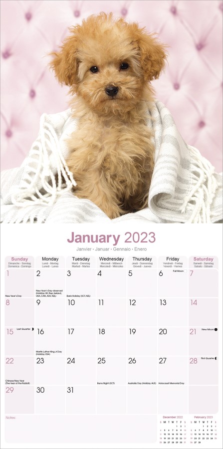 Poodle (Toy & Miniature) - 2023 Wall Calendar, Dog Breed Calendar - 16 ...