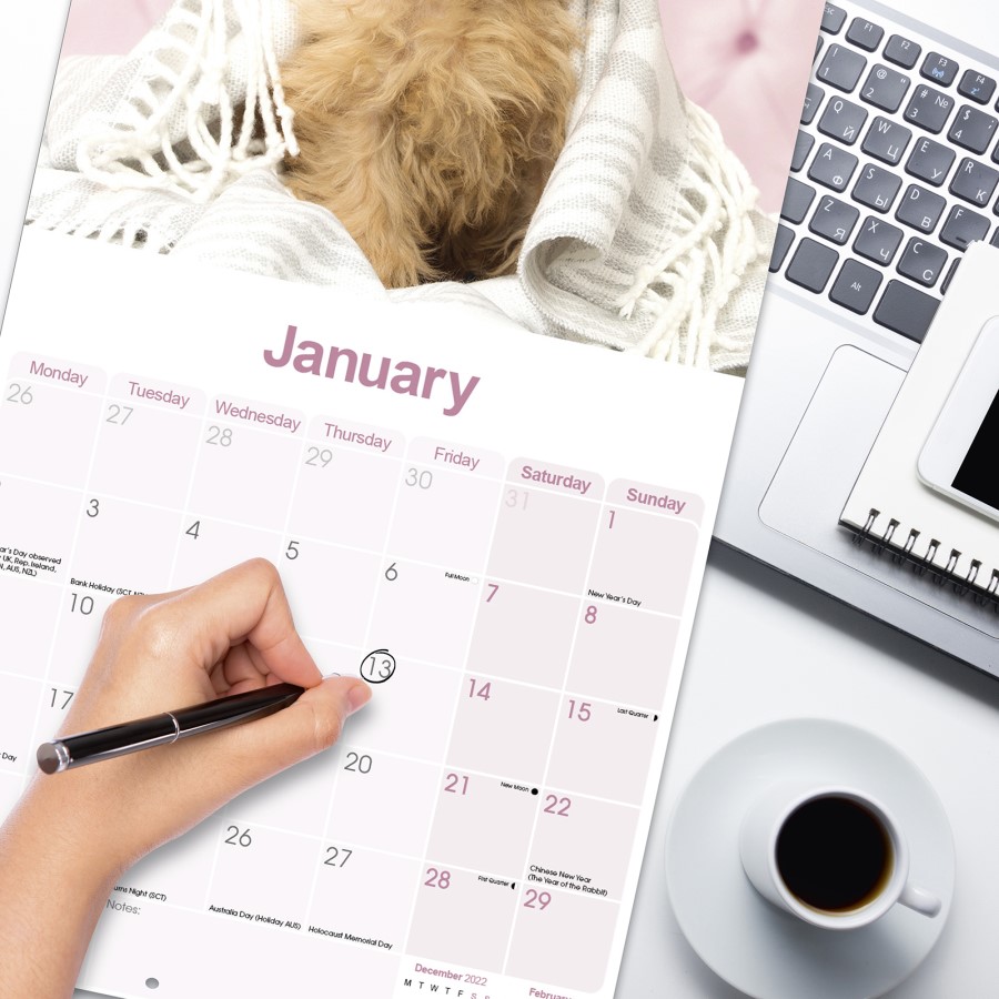 Poodle (Toy & Miniature) - 2023 Wall Calendar, Dog Breed Calendar - 16 ...