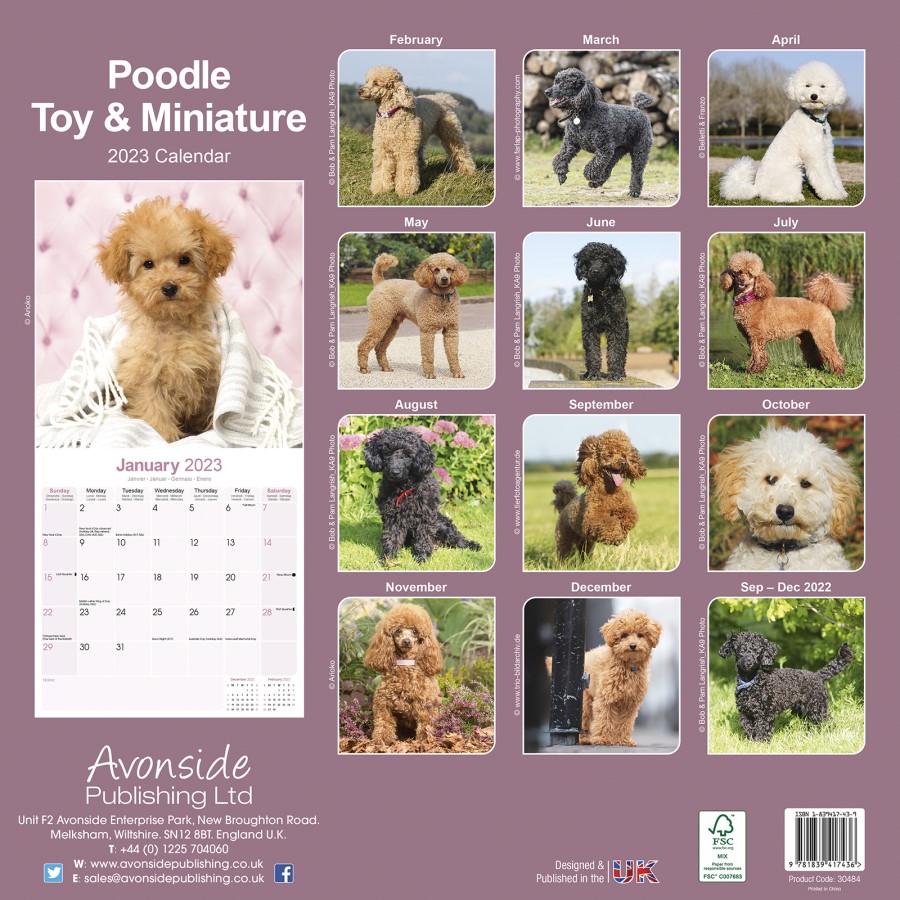 Poodle (Toy & Miniature) - 2023 Wall Calendar, Dog Breed Calendar - 16 ...