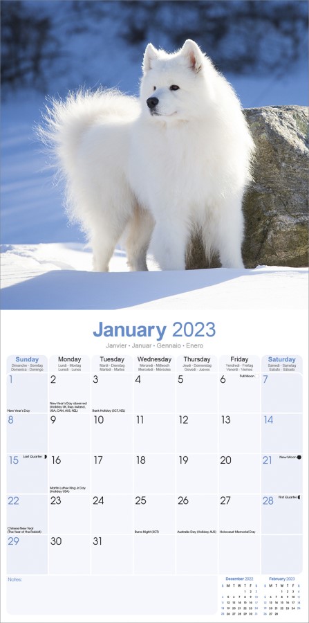 Samoyed - 2023 Wall Calendar, Dog Breed Calendar - 16 Month by Avonside ...