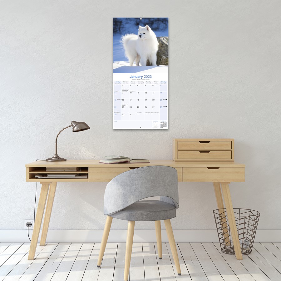 Samoyed - 2023 Wall Calendar, Dog Breed Calendar - 16 Month by Avonside ...