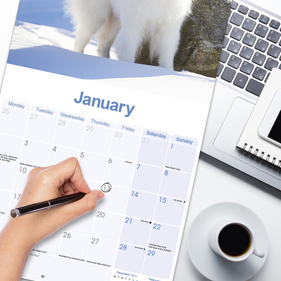 Samoyed - 2023 Wall Calendar, Dog Breed Calendar - 16 Month by Avonside ...