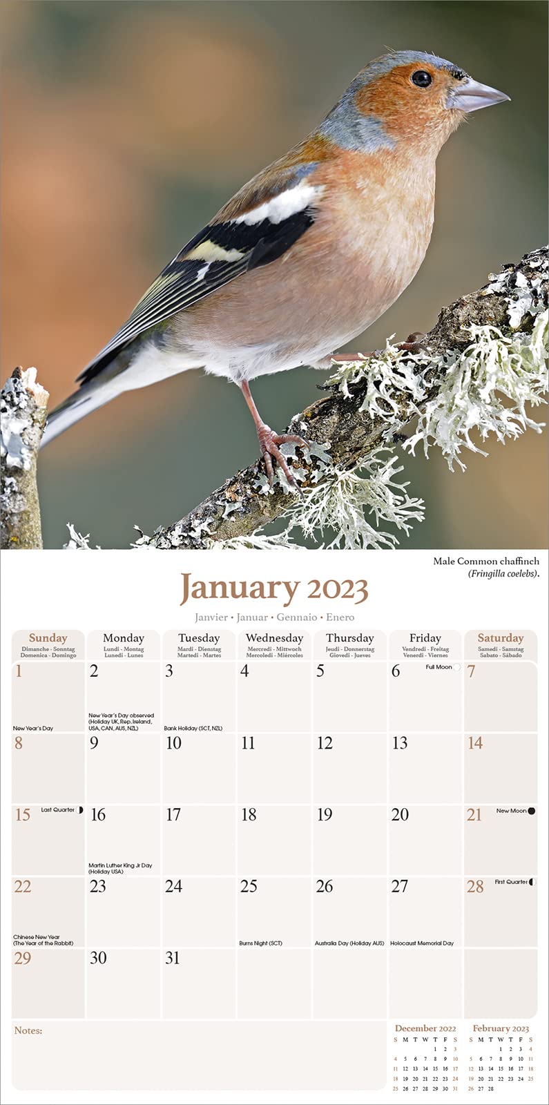 Garden Birds - 2023 Wall Calendar, Birds Calendar - 16 Month by ...