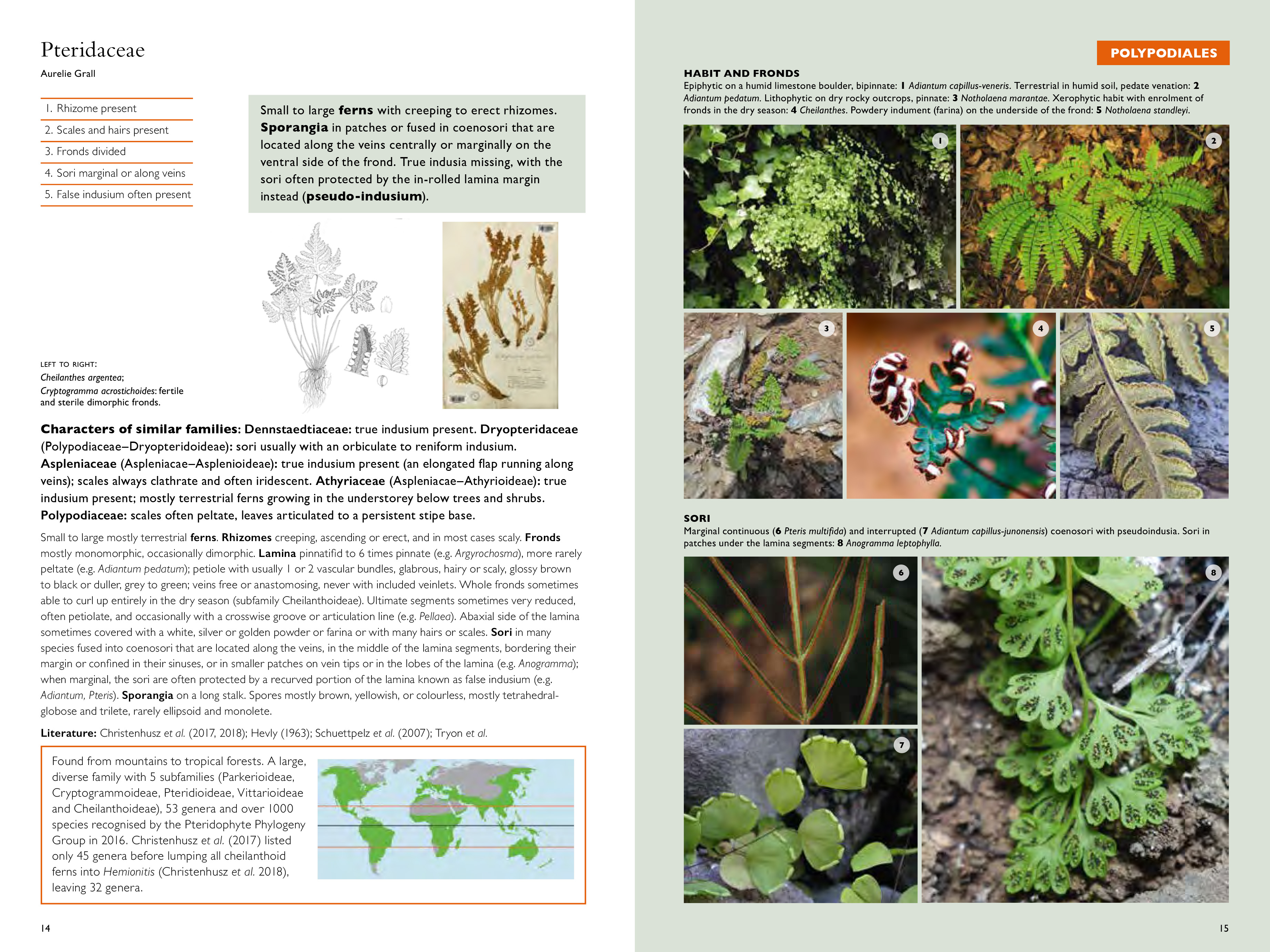 The Kew Temperate Plant Families Identification Handbook by Gemma ...