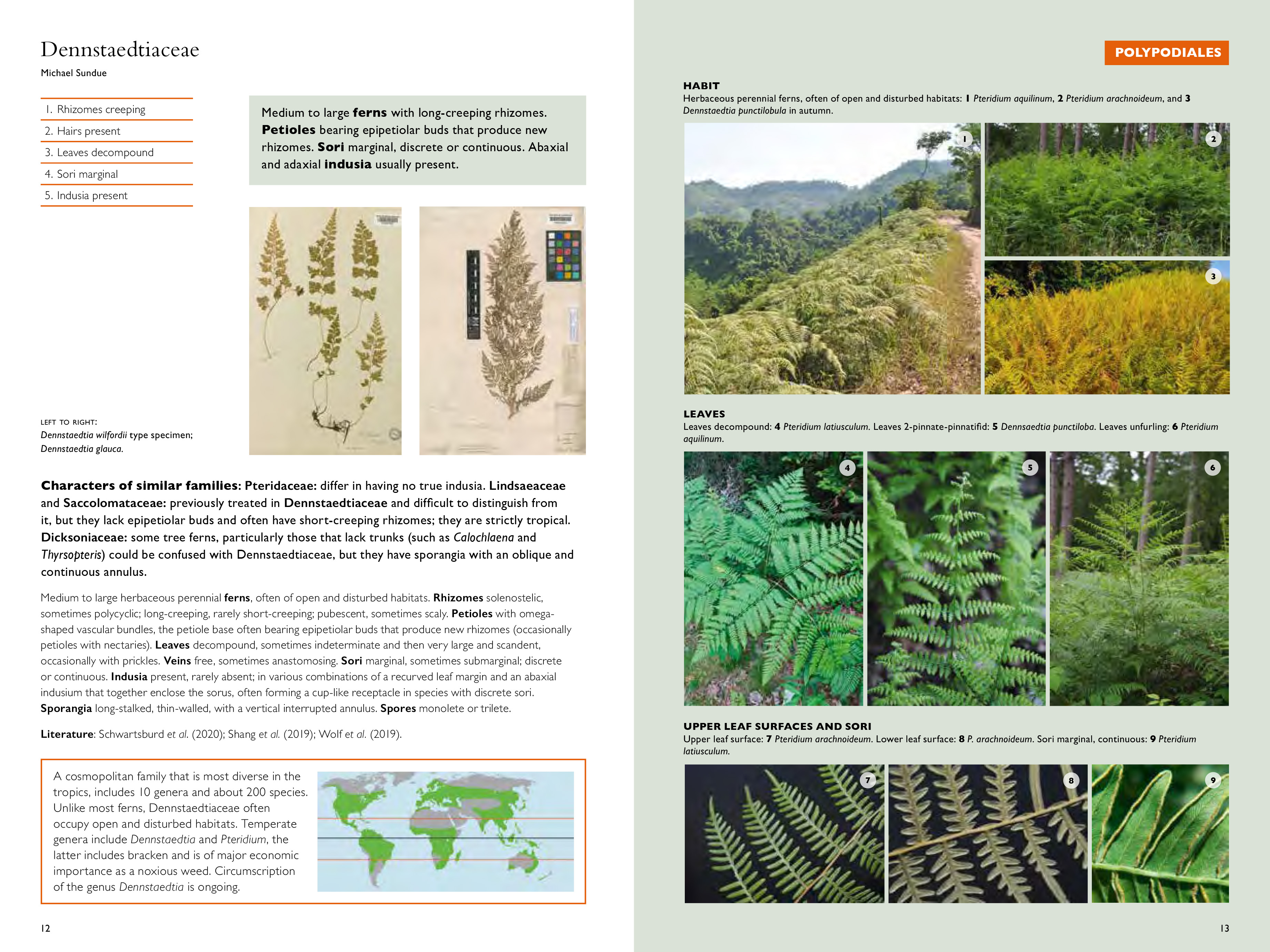 The Kew Temperate Plant Families Identification Handbook by Gemma ...