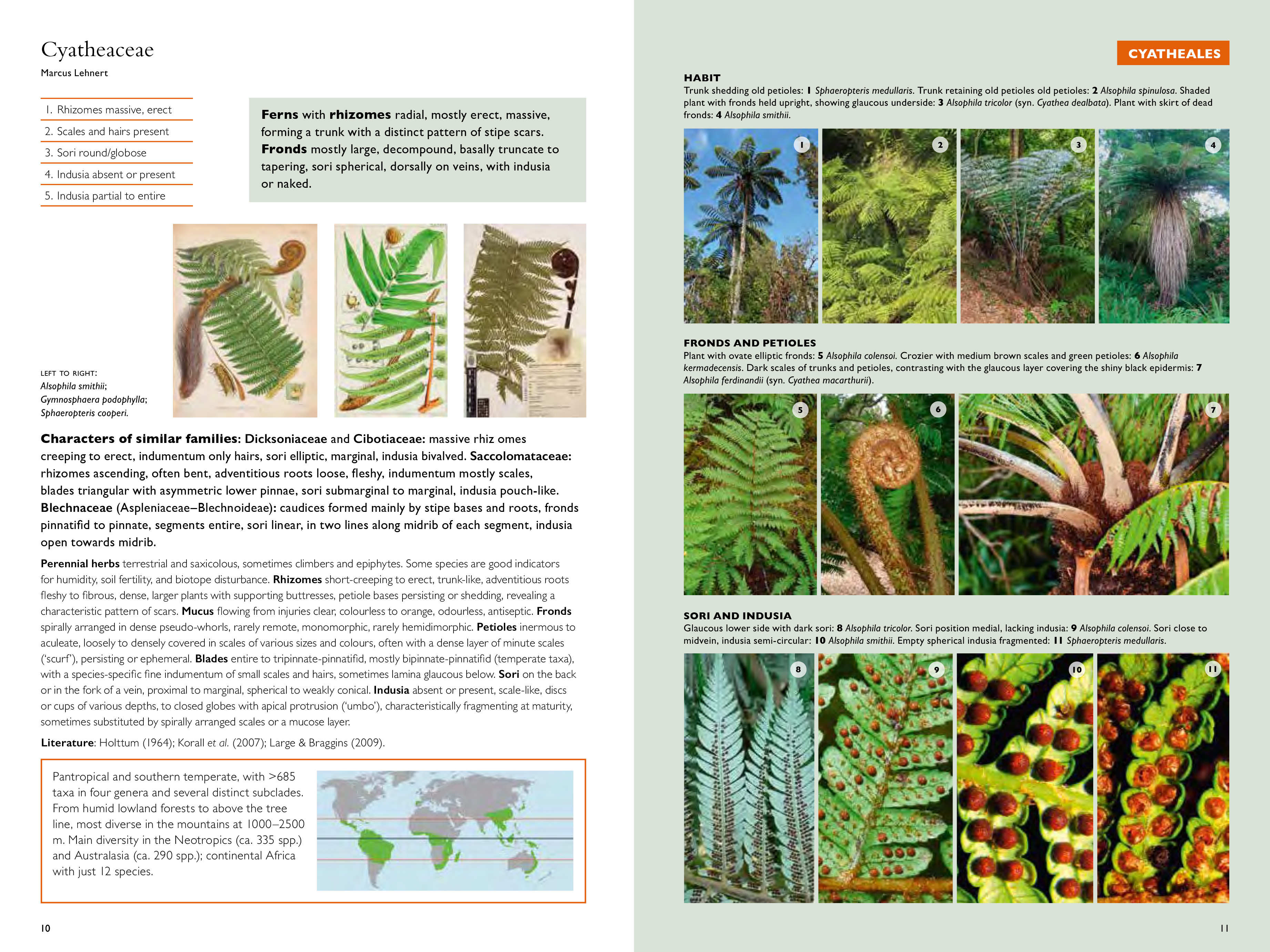 The Kew Temperate Plant Families Identification Handbook by Gemma ...