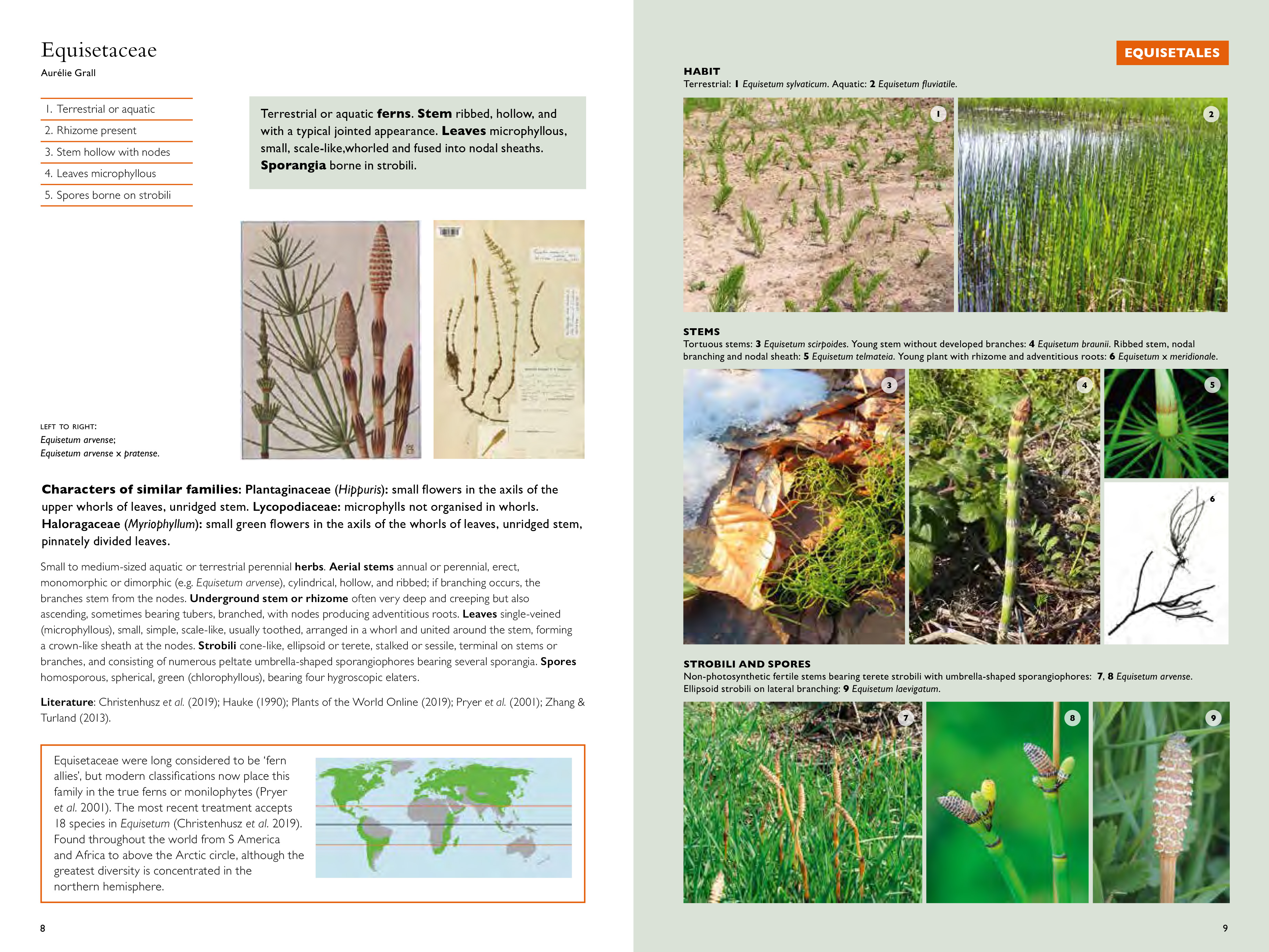 The Kew Temperate Plant Families Identification Handbook by Gemma ...