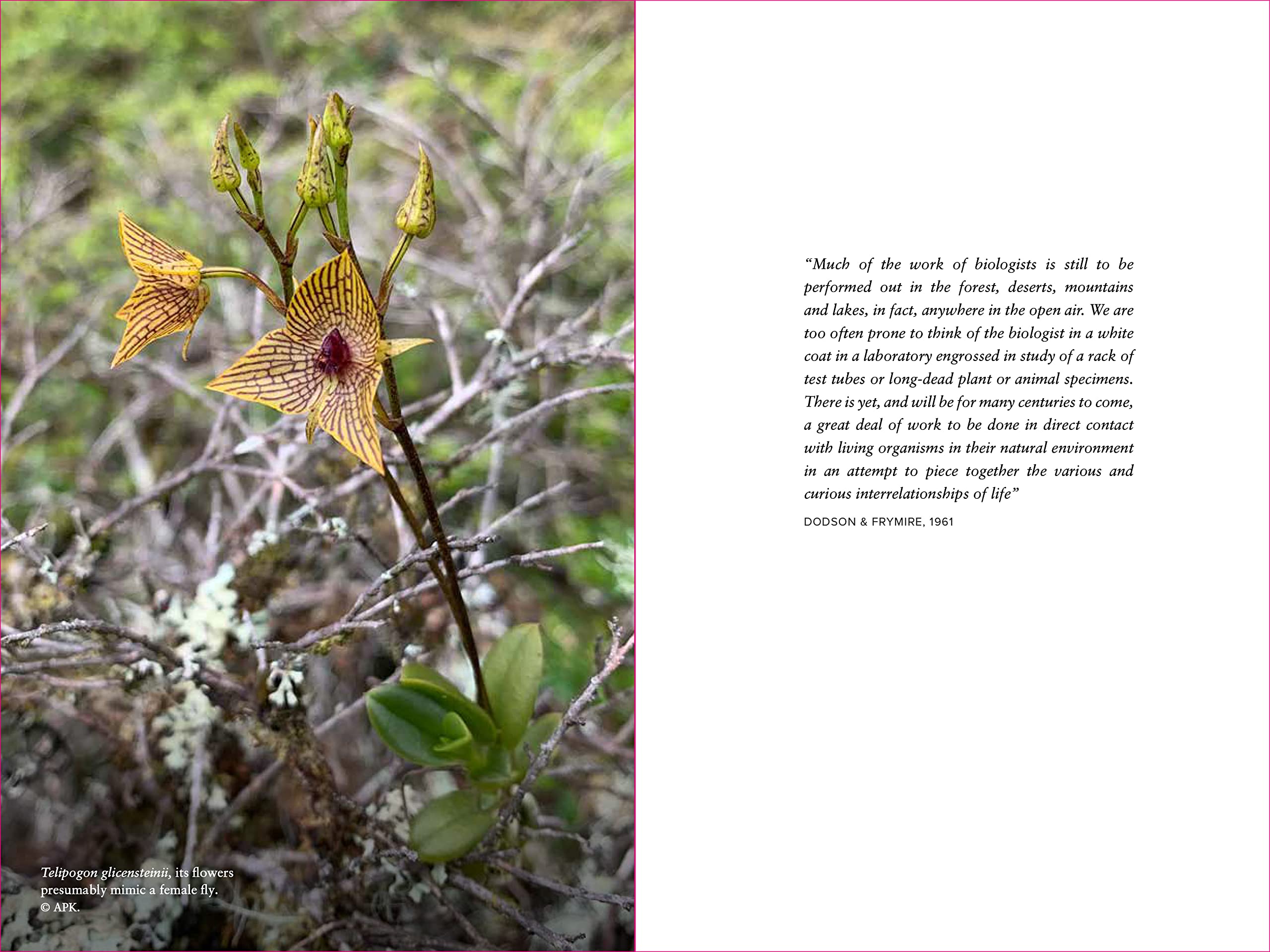 Demystifying Orchid Pollination By Adam P Karremans Stories Of Sex Lies And Obsession 