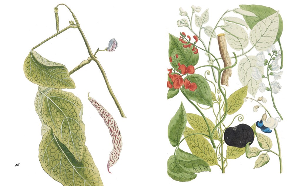 A Cornucopia of Fruit & Vegetables by Caroline Ball | Illustrations ...