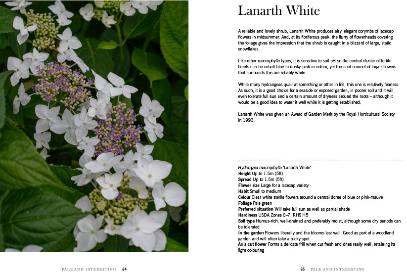 Hydrangeas, Beautiful Varieties For Home And Garden by Naomi Slade ...