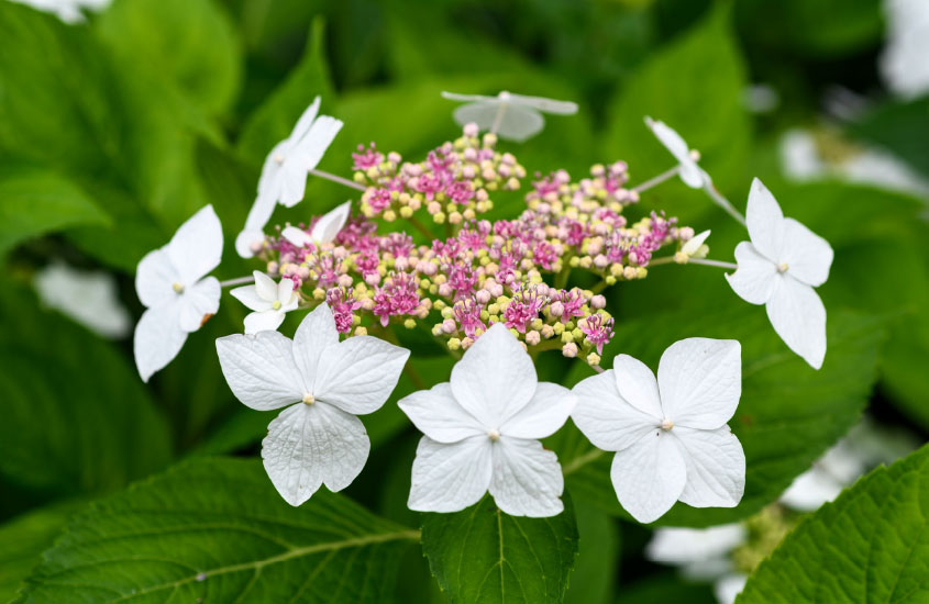Hydrangeas, Beautiful Varieties For Home And Garden by Naomi Slade ...