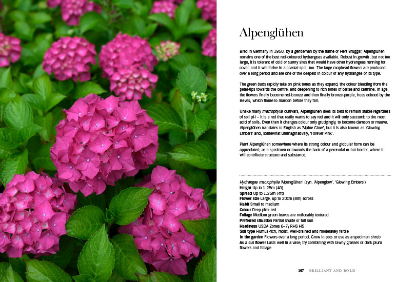 Hydrangeas, Beautiful Varieties For Home And Garden by Naomi Slade ...
