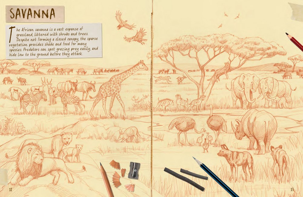 Draw 1,001 Animals, Draw 1,001 by Mark Bergin | 9781913337575 | Booktopia