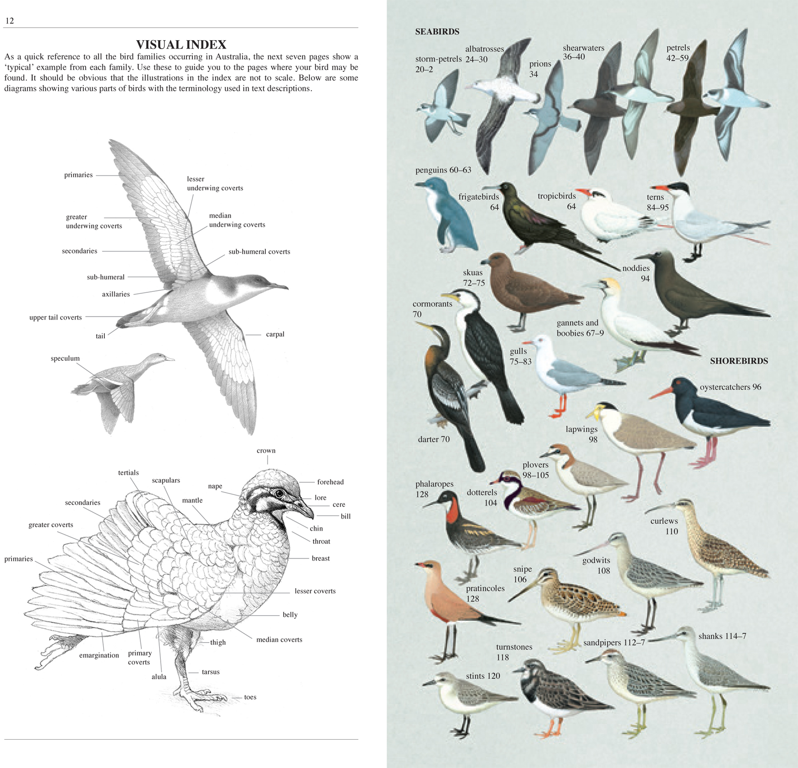 The Slater Field Guide to Australian Birds : 3rd Edition by Peter ...