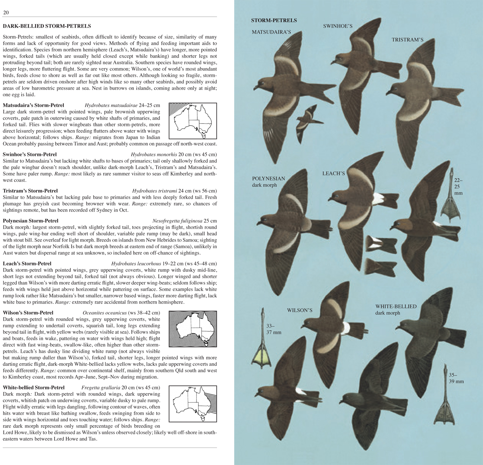 The Slater Field Guide to Australian Birds : 3rd Edition by Peter ...