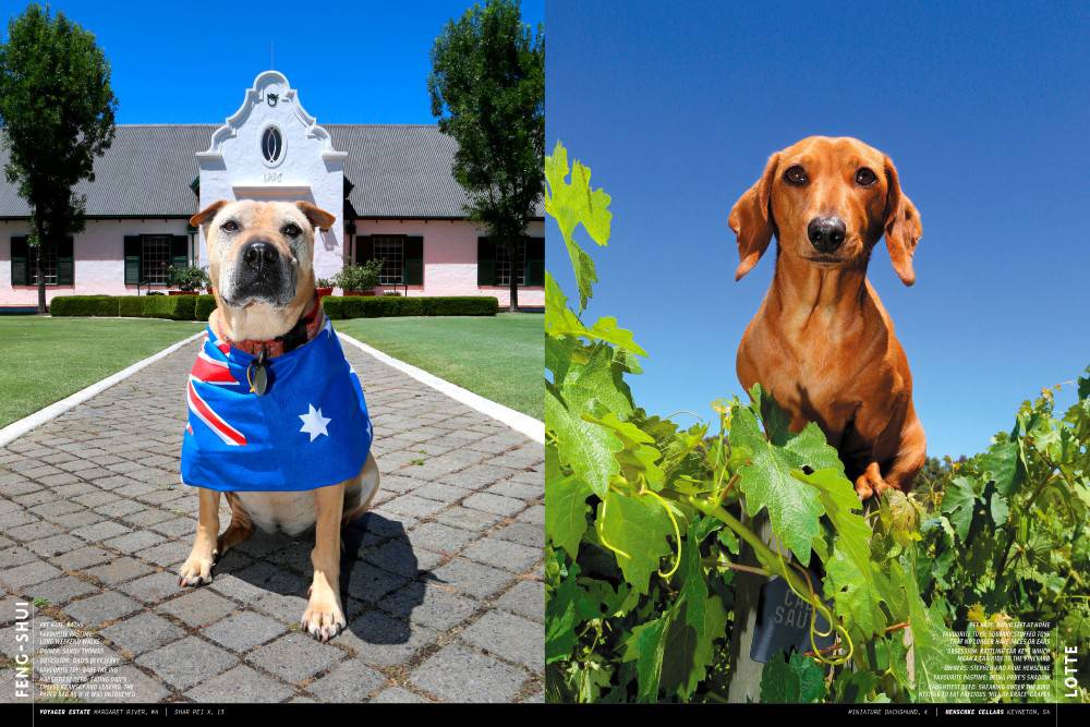 Wine Dogs Australia 4 by Craig McGill | 9781921336485 | Booktopia